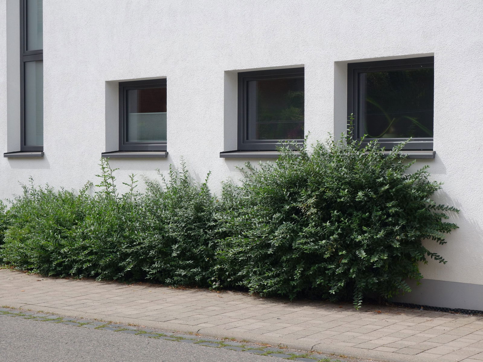 Zwergliguster - Ligustrum vulgare Lodense günstig kaufen