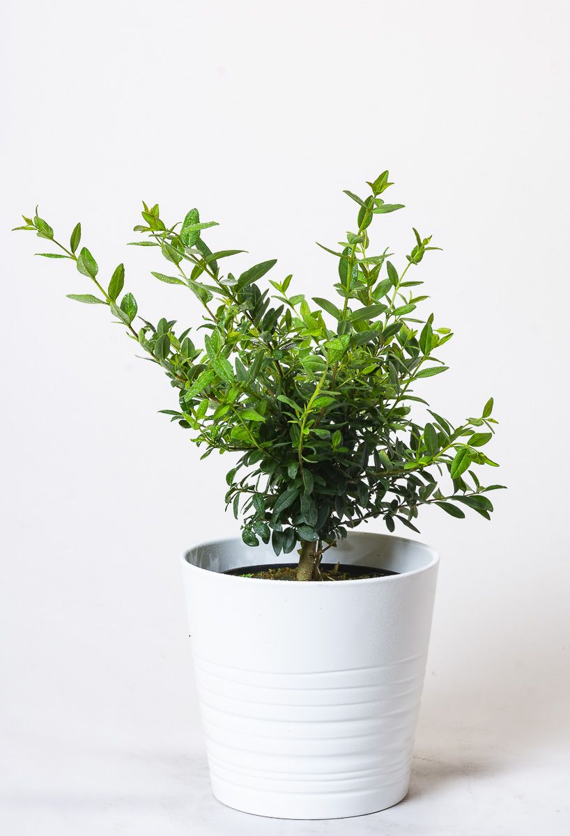 Zwergliguster - Ligustrum vulgare Lodense günstig kaufen