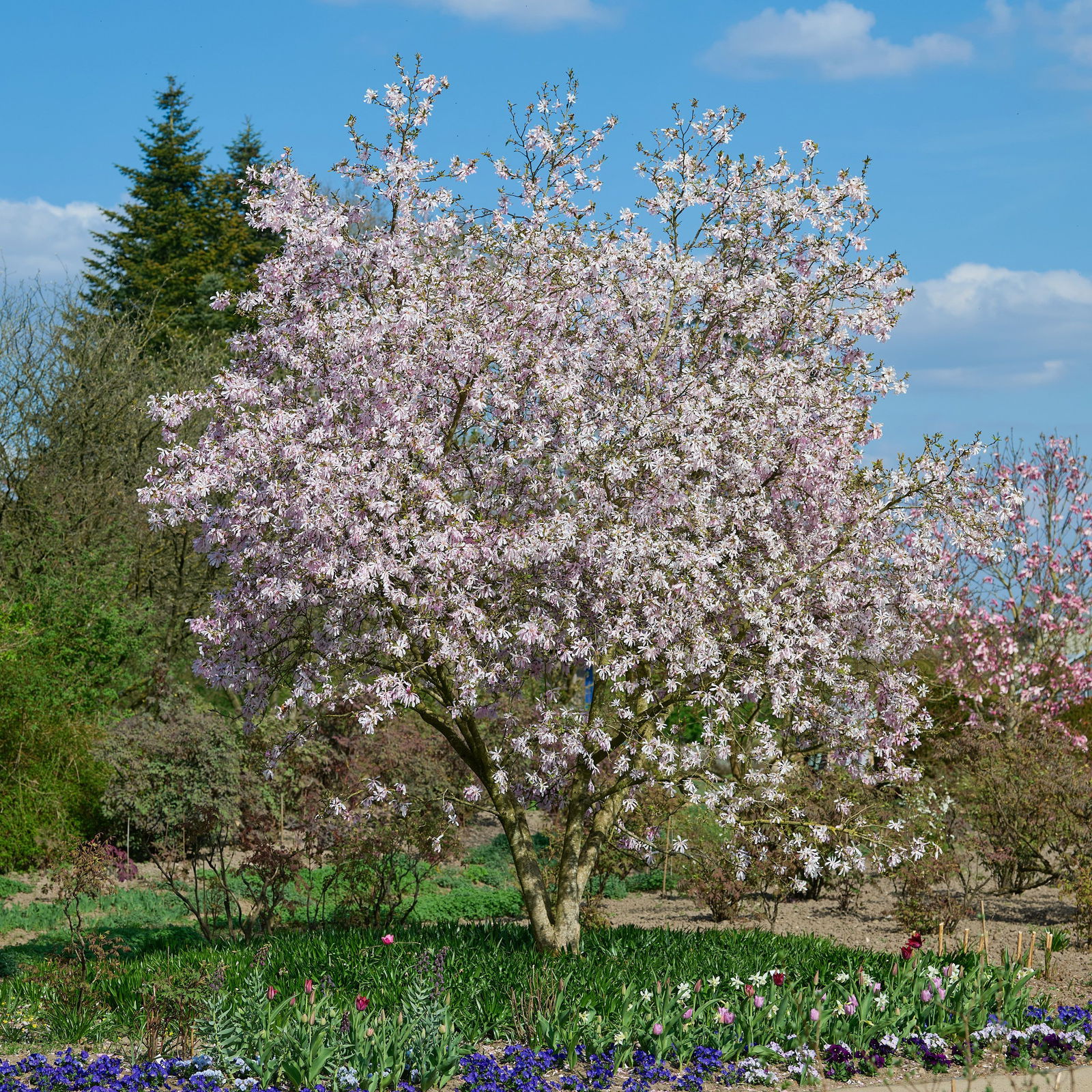 Magnolia loebneri Leonard Messel - Magnolia loebneri Leonard Messel ...