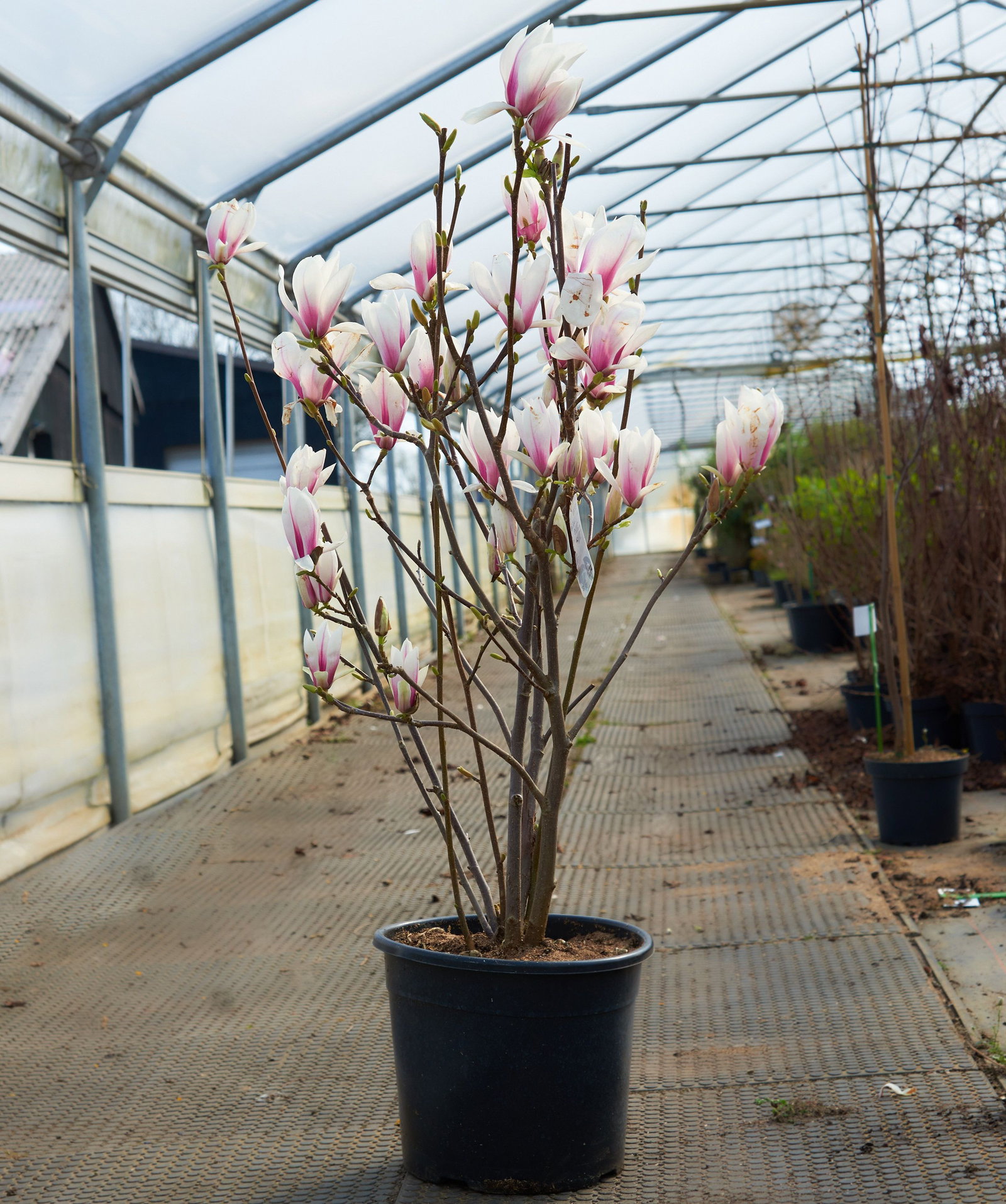 Tulpenmagnolie - Magnolia x soulangiana günstig kaufen