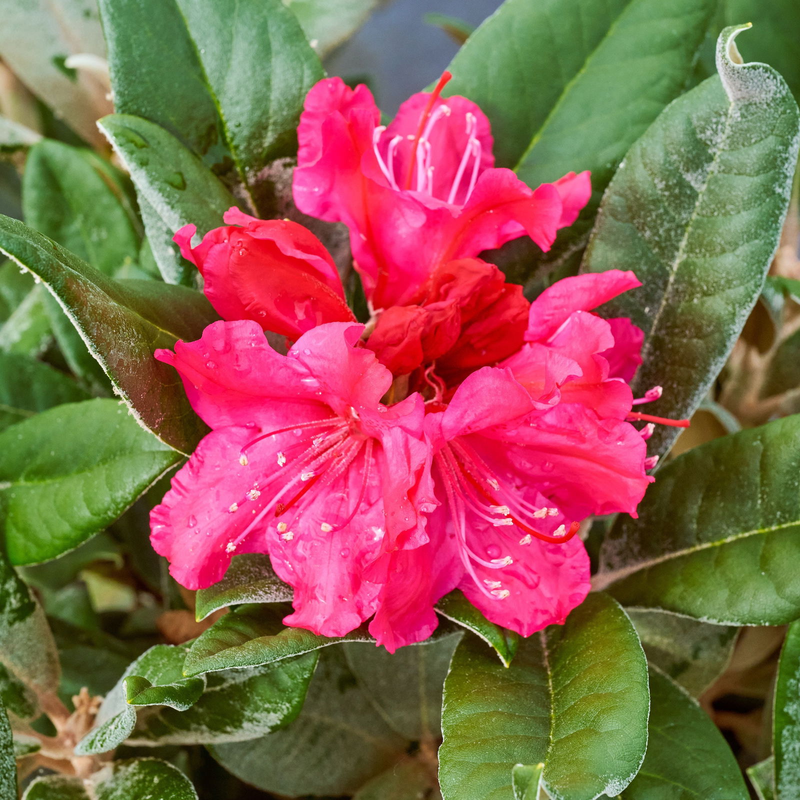 Rhododendron September Red - Rhododendron hybride September Red günstig ...