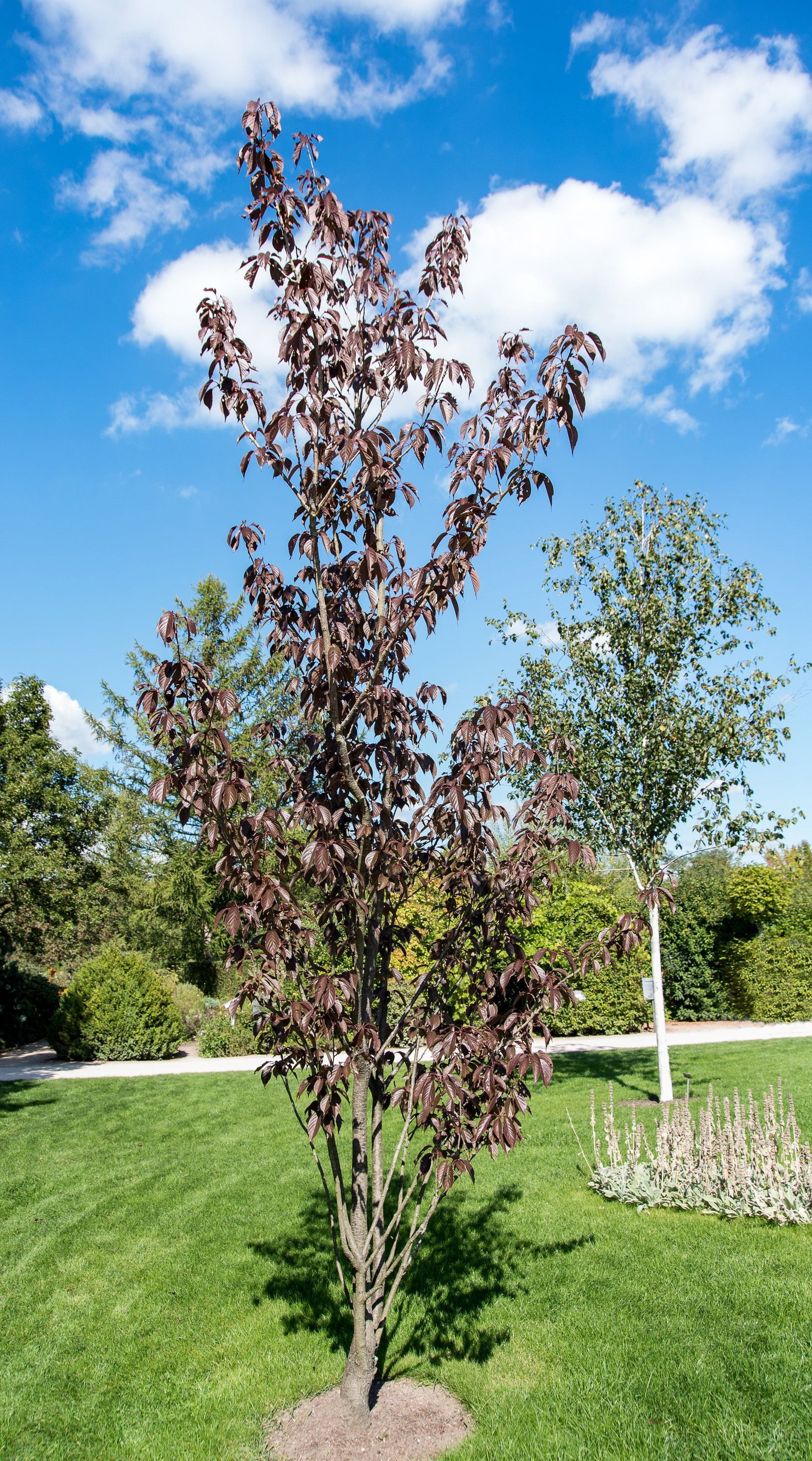 Prunus serrulata Royal Burgundy - Japanische Nelkenkirsche Royal ...