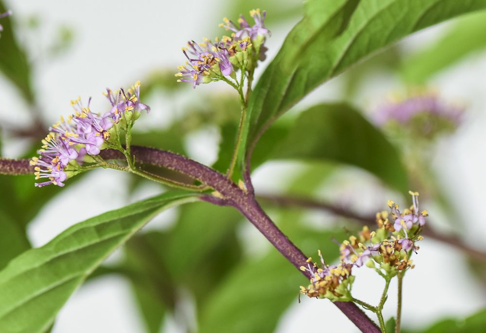 Purpur-Schönfrucht Issai - Callicarpa dichotoma Issai günstig kaufen