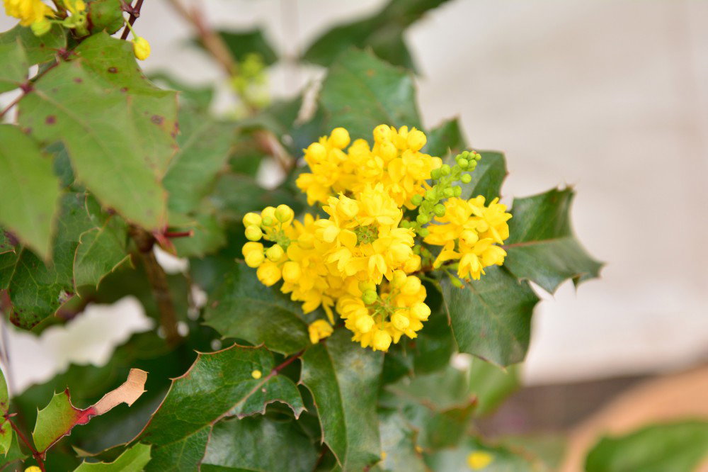 Mahonie - Mahonia aquifolium günstig kaufen