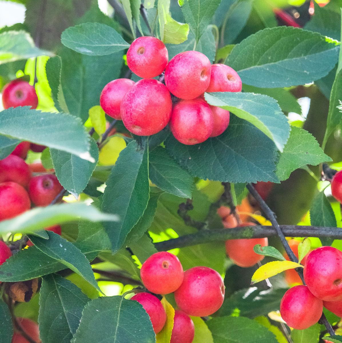 Zierapfel Hopa - Malus Hopa günstig kaufen