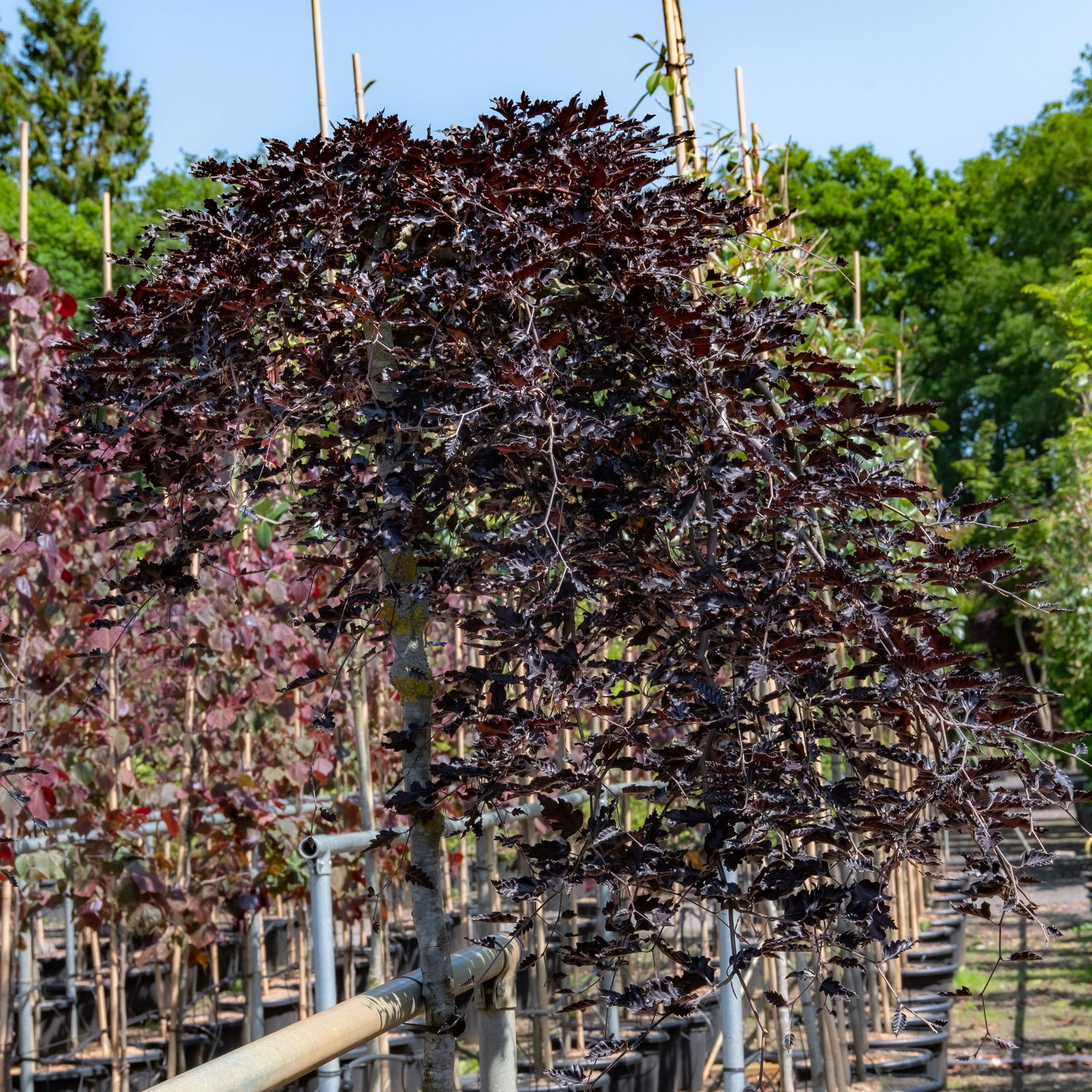 Rotbuche Rohan Weeping - Fagus sylvatica Rohan Weeping günstig kaufen