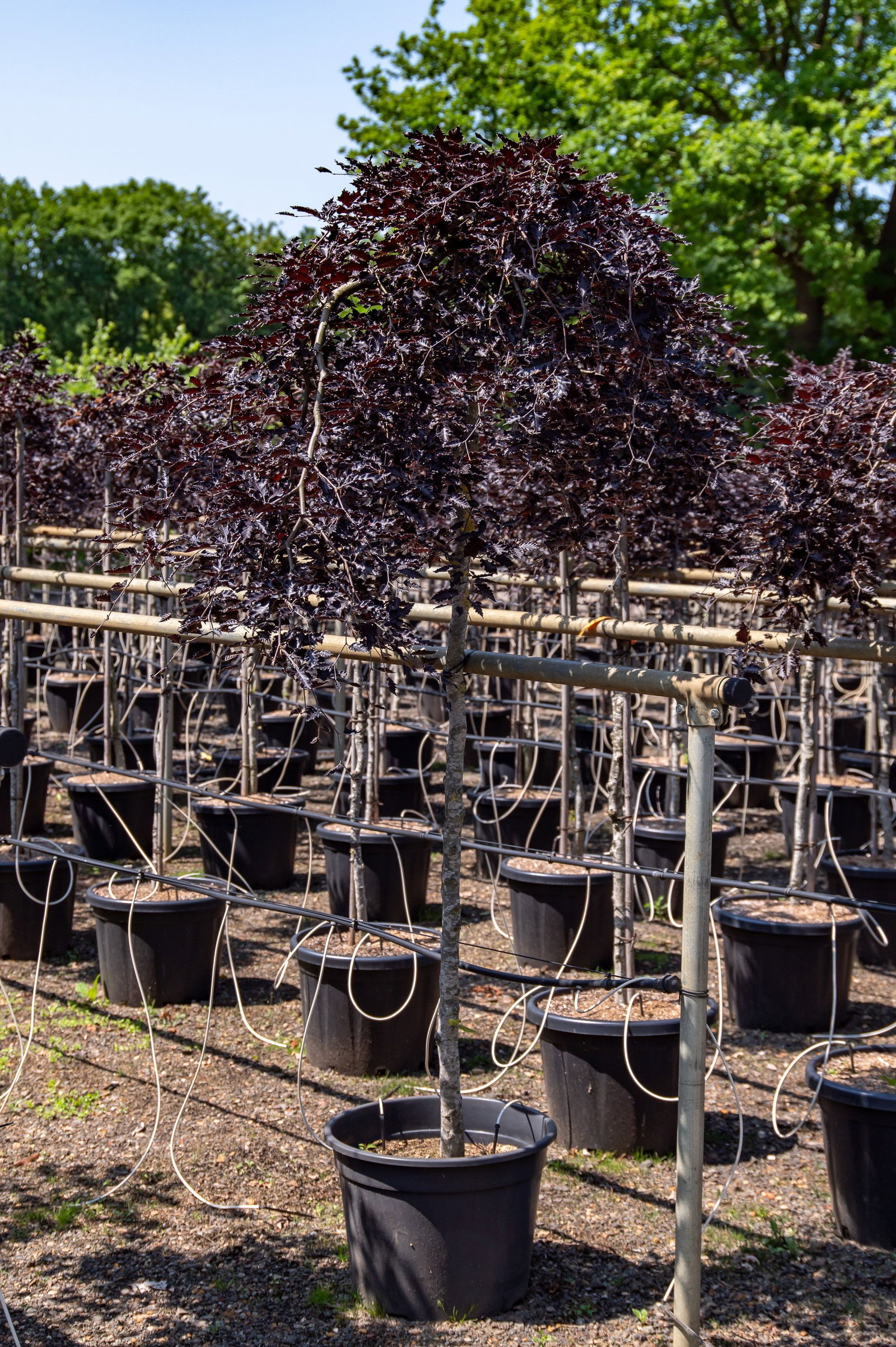 Rotbuche Rohan Weeping - Fagus sylvatica Rohan Weeping günstig kaufen