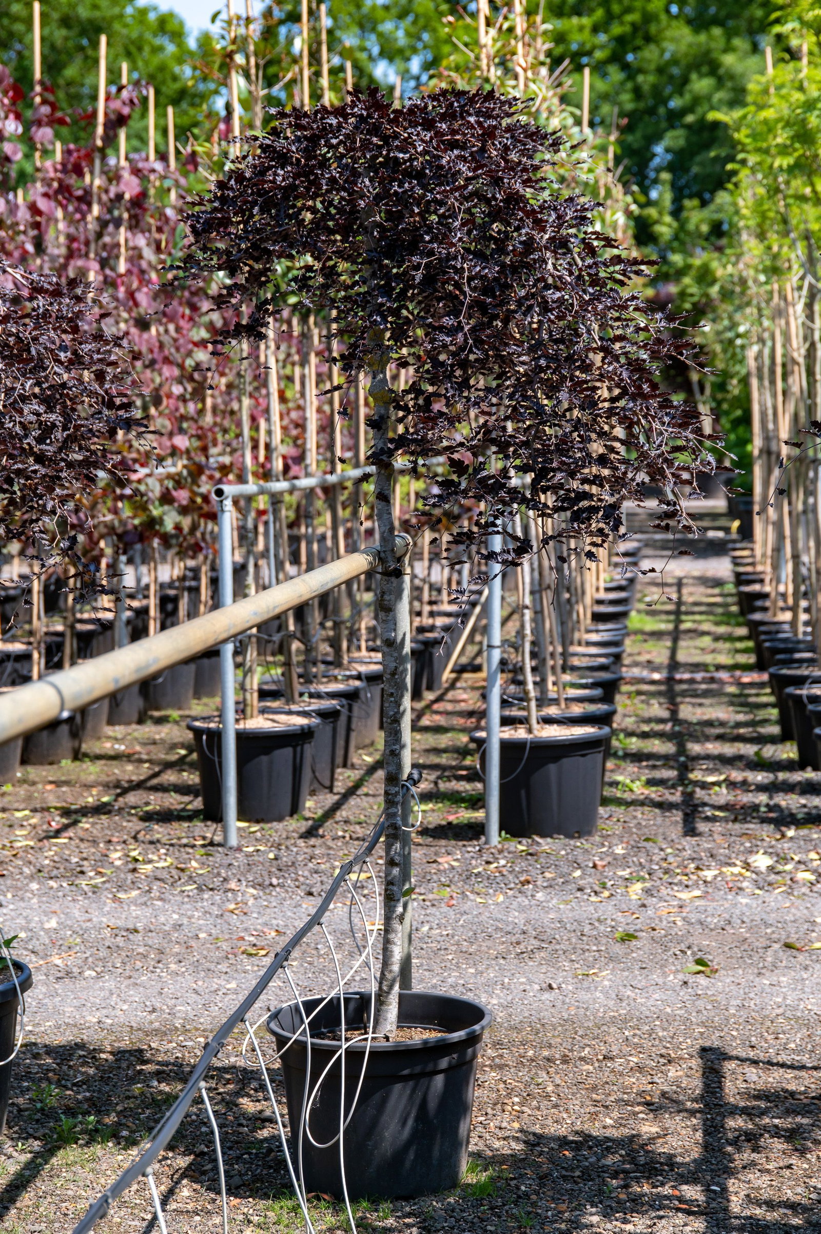 Rotbuche Rohan Weeping - Fagus sylvatica Rohan Weeping günstig kaufen