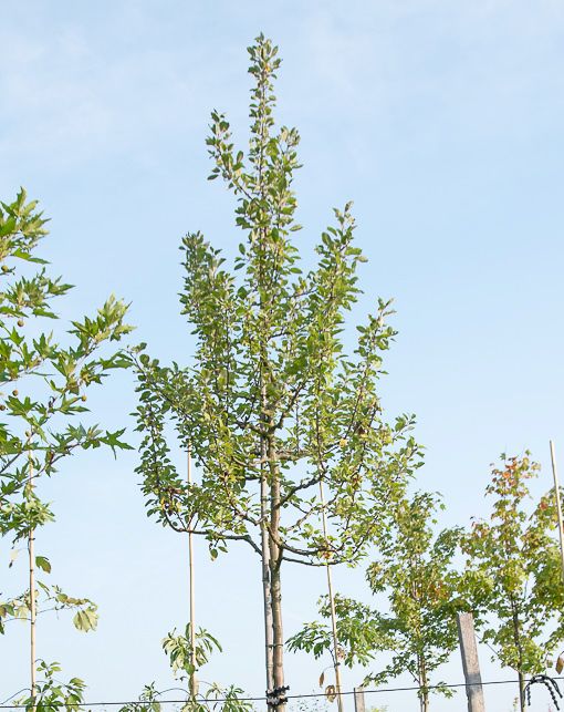 Wildapfel - Malus sylvestris günstig kaufen