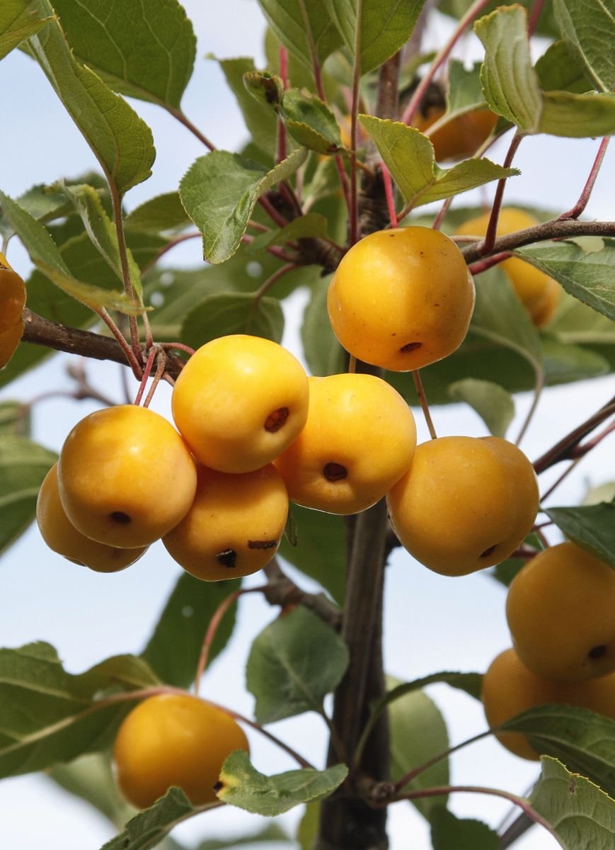 Apfelbaum Wellant günstig online kaufen
