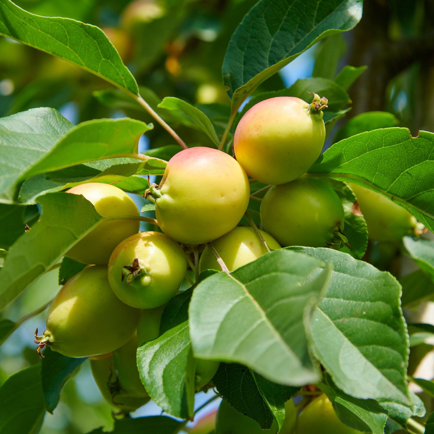 Malus John Downie Zierapfel