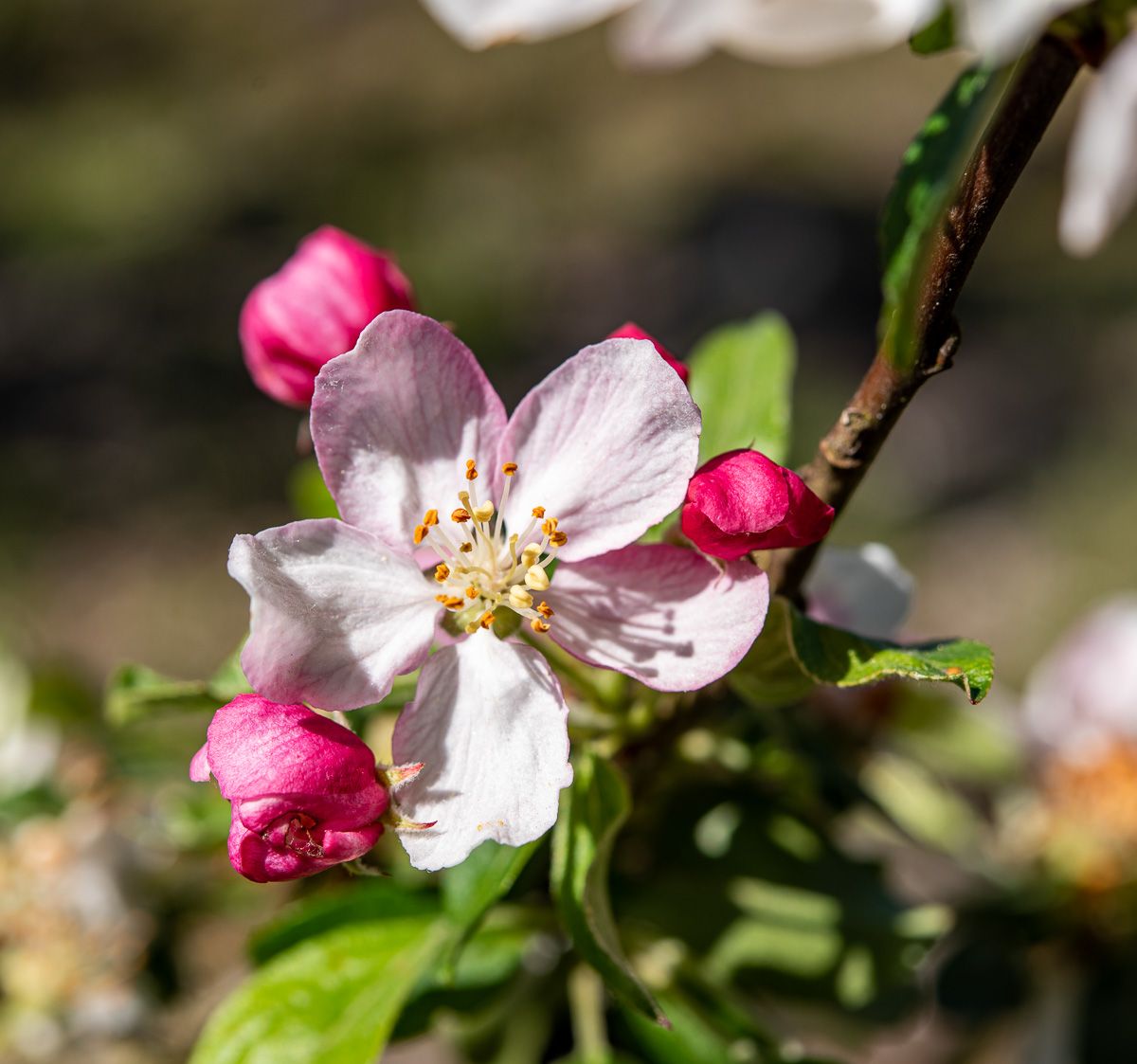 Malus John Downie Zierapfel