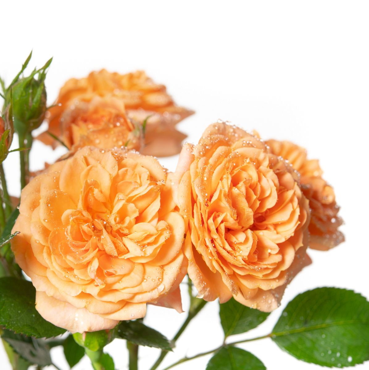 Rose Pepita® - Rosa Pepita günstig kaufen