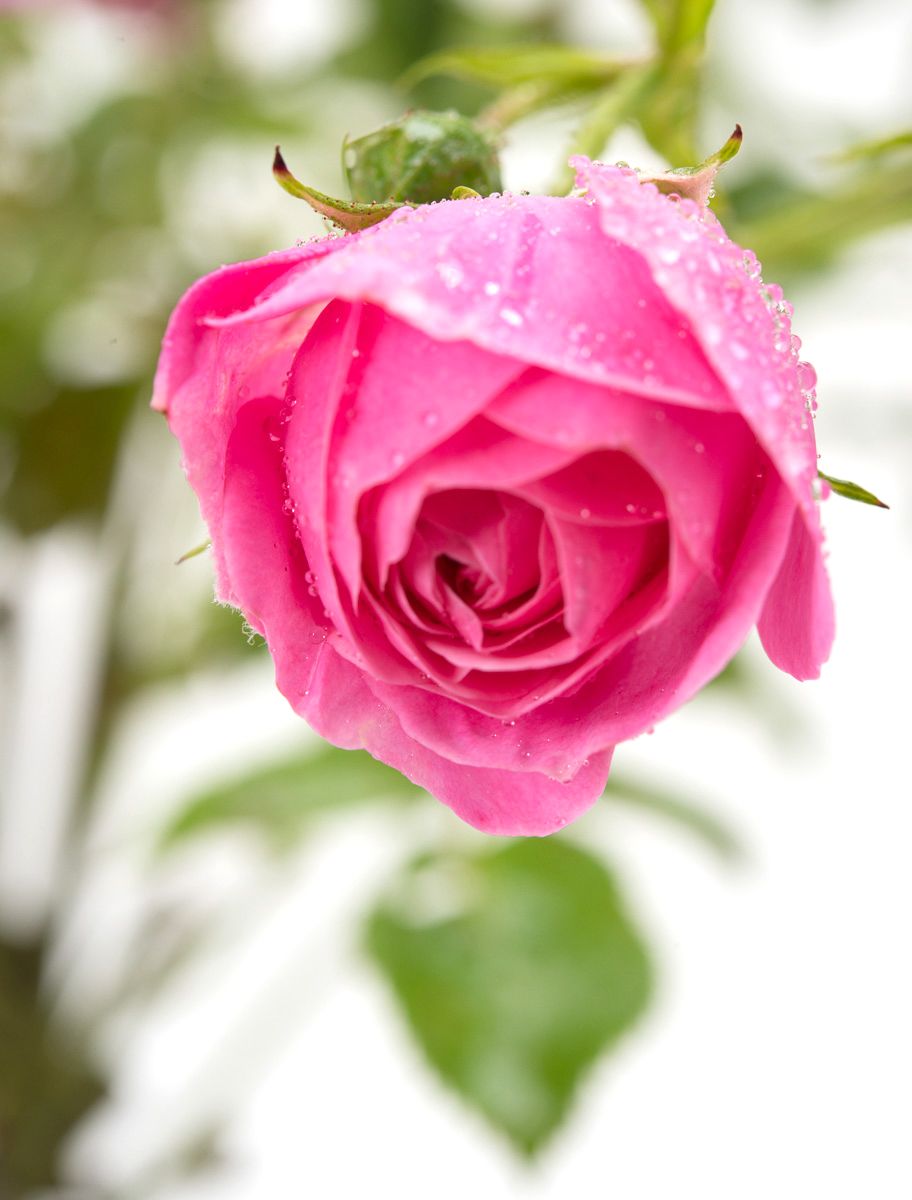 Kletterrose Fragezeichen - Rosa Fragezeichen günstig kaufen