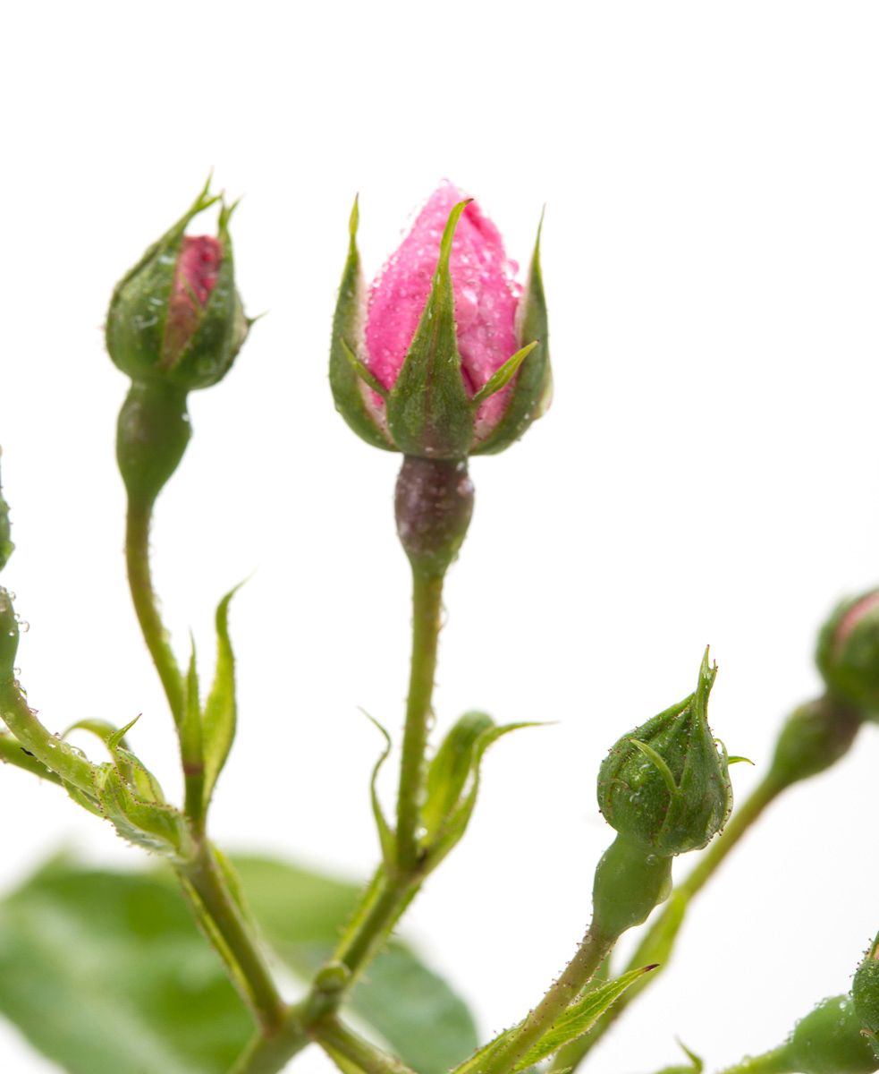 Kletterrose Fragezeichen - Rosa Fragezeichen günstig kaufen