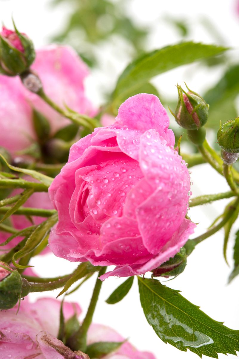 Kletterrose Fragezeichen - Rosa Fragezeichen günstig kaufen
