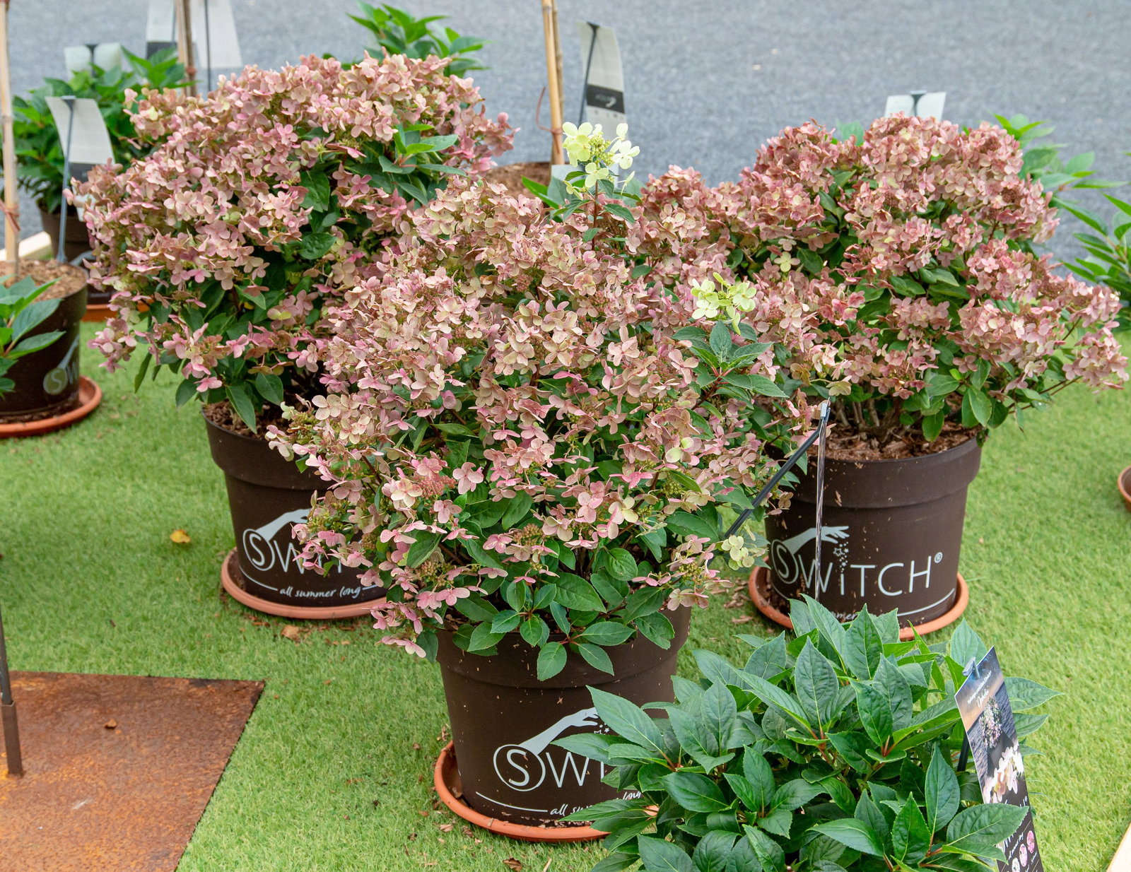 Rispen Hortensie Switch Ophelia - Hydrangea paniculata Switch Ophelia ...