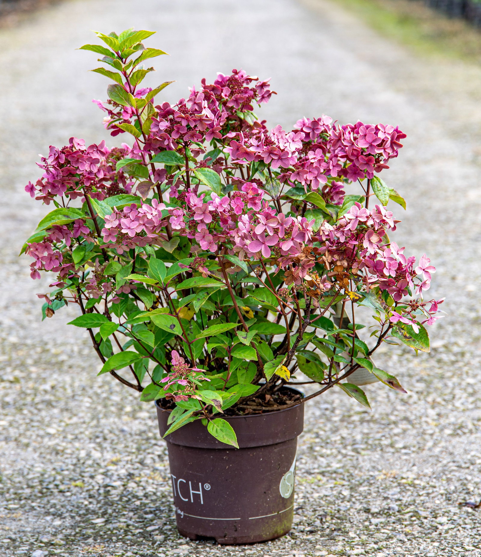 Rispen Hortensie Switch Ophelia - Hydrangea paniculata Switch Ophelia ...