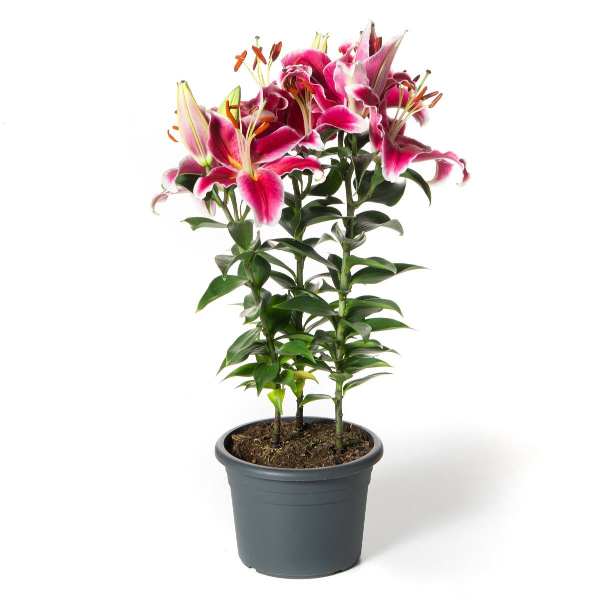 Orientalische Lilie Starlight Express - Lilium asiatica Starlight ...