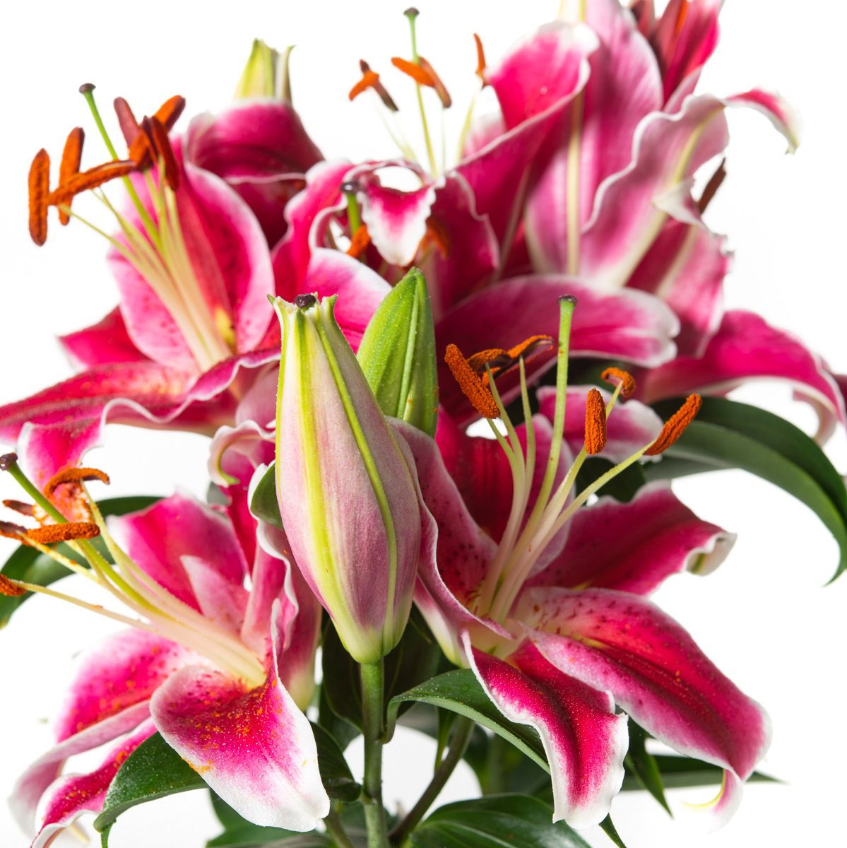 Orientalische Lilie Starlight Express - Lilium asiatica Starlight ...