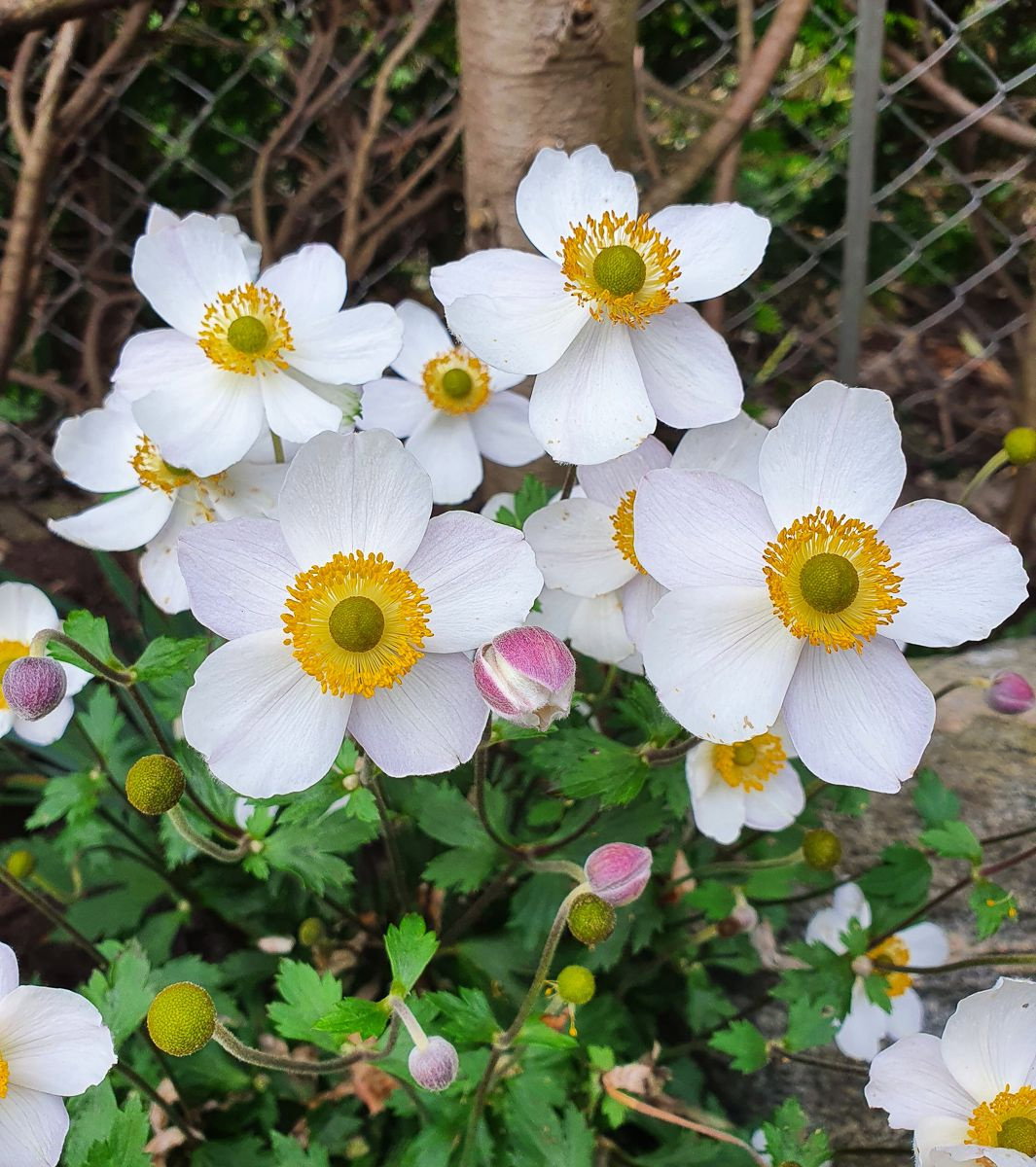Herbst Anemone Pretty Lady Emily - Anemone japonica Pretty Lady Emily ...
