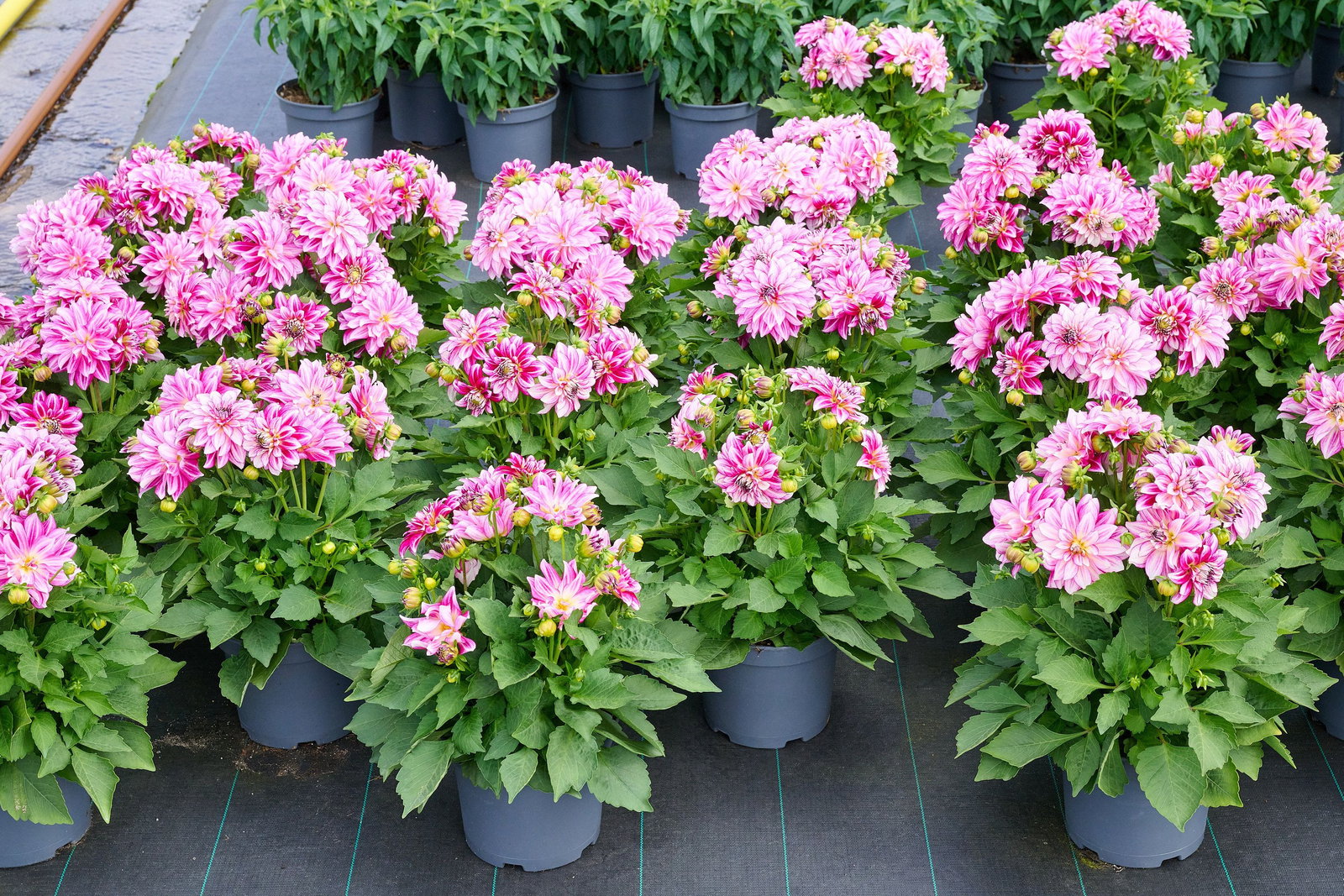 Dahlie Lubega Power Cherry Stripes - Dahlia Lubega Power Cherry Stripes ...
