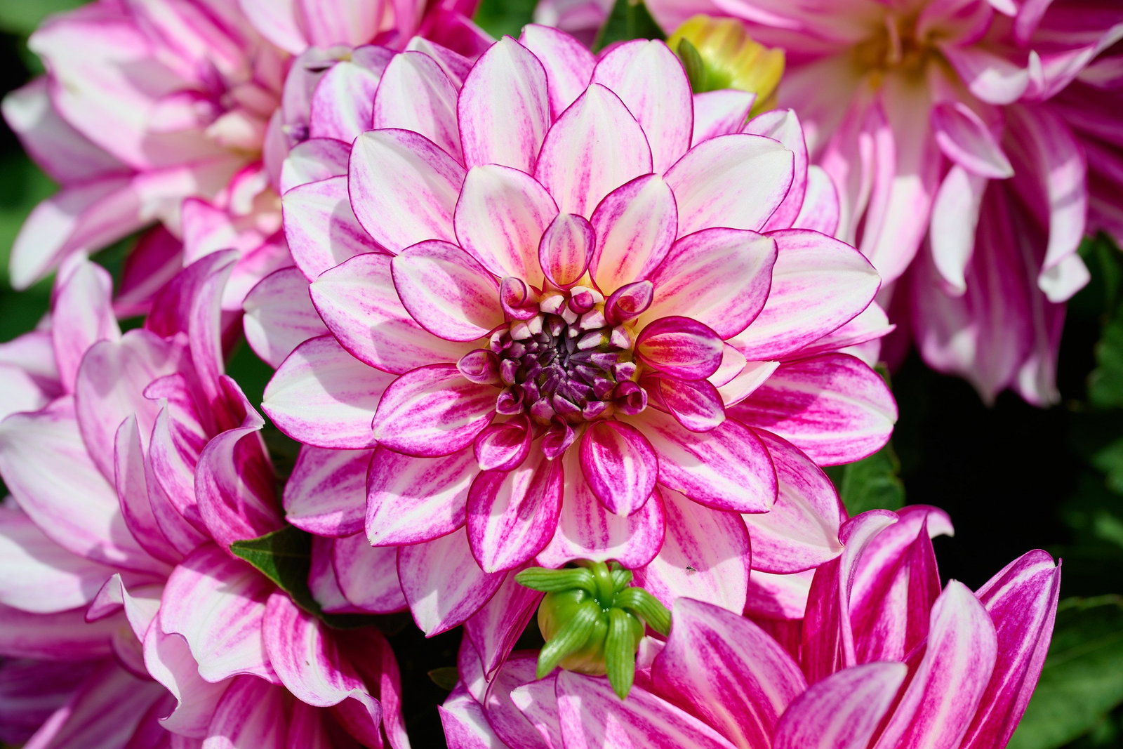 Dahlie Lubega Power Cherry Stripes - Dahlia Lubega Power Cherry Stripes ...