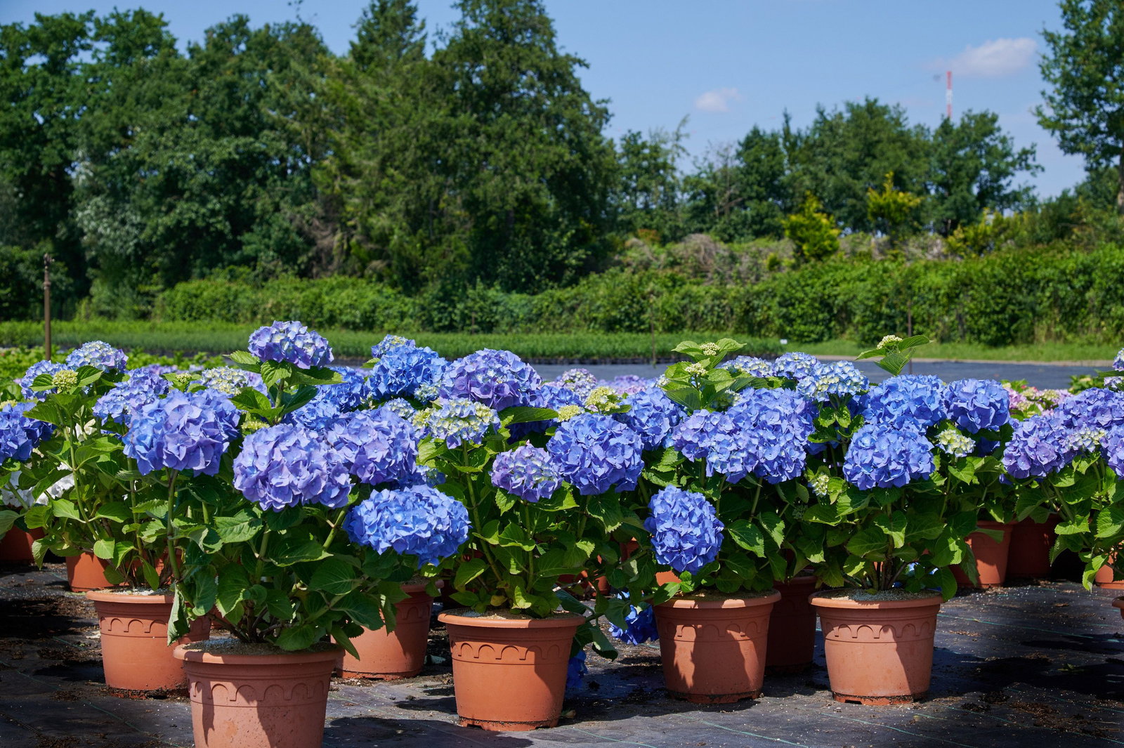 Ballhortensie Bela Ball blau - Hydrangea macrophylla Bela Ball blau ...