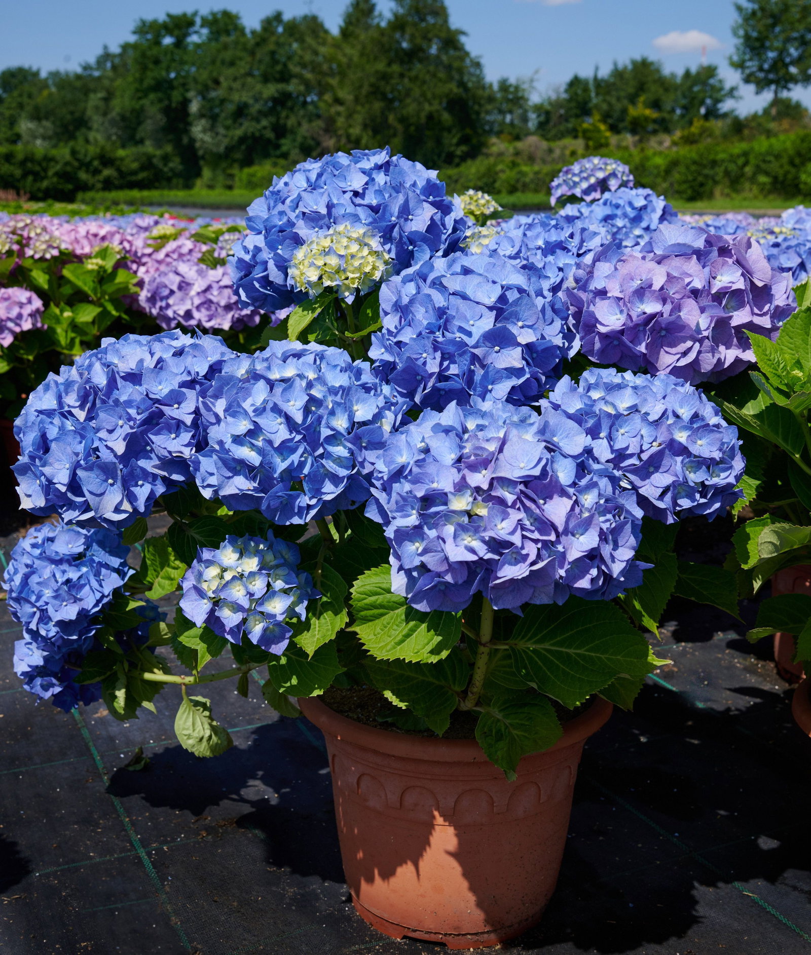 Ballhortensie Bela Ball blau - Hydrangea macrophylla Bela Ball blau ...