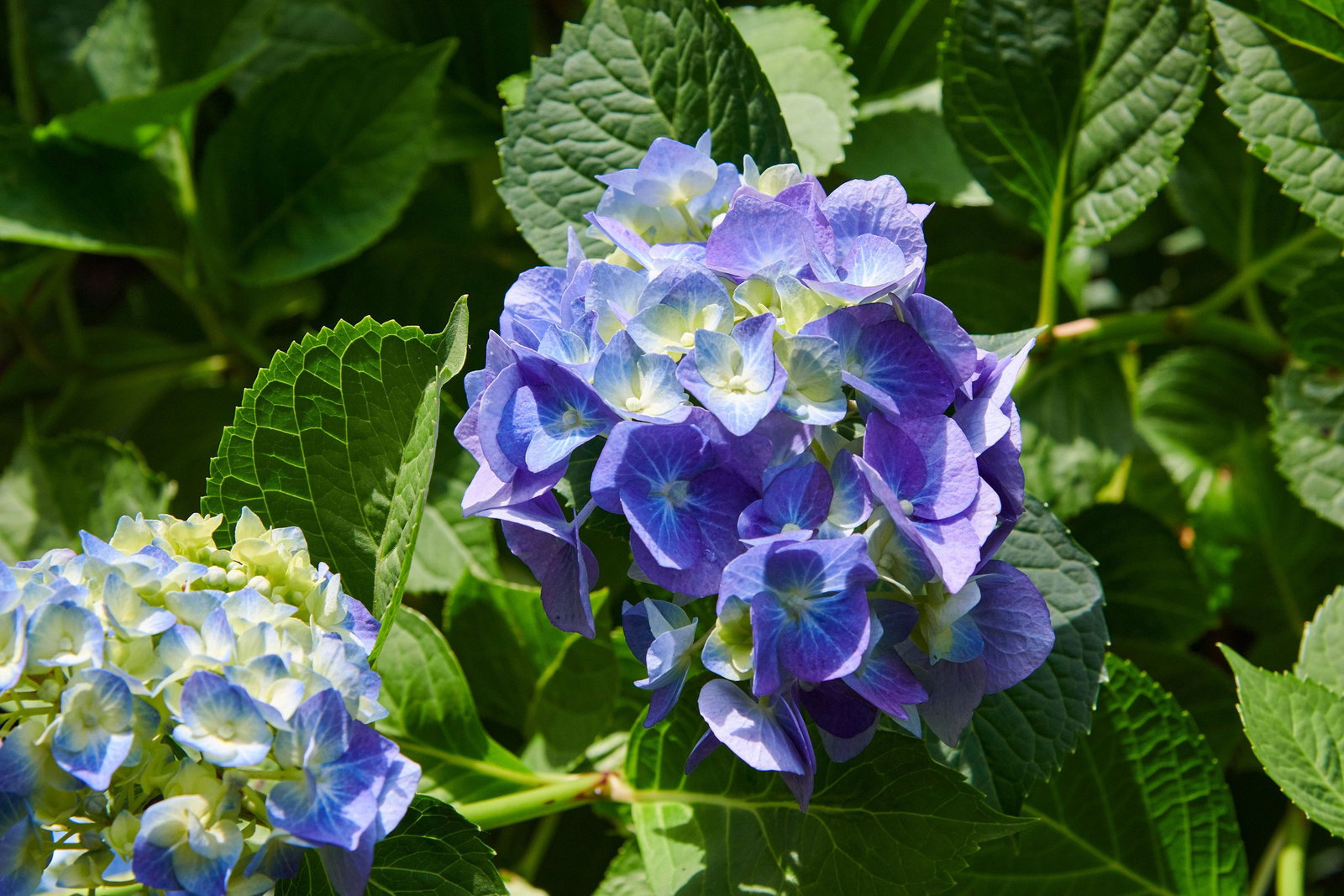 Ballhortensie Bela Ball blau - Hydrangea macrophylla Bela Ball blau ...
