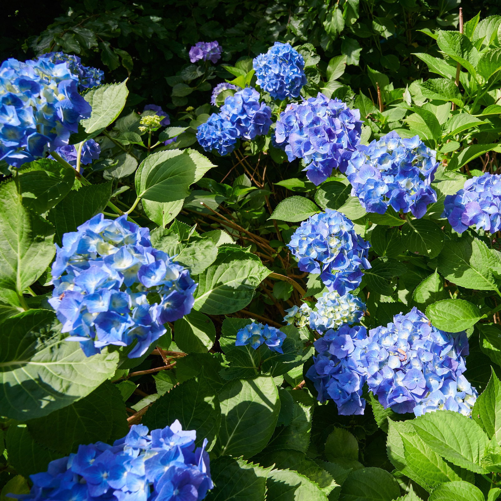 Ballhortensie Bela Ball blau - Hydrangea macrophylla Bela Ball blau ...