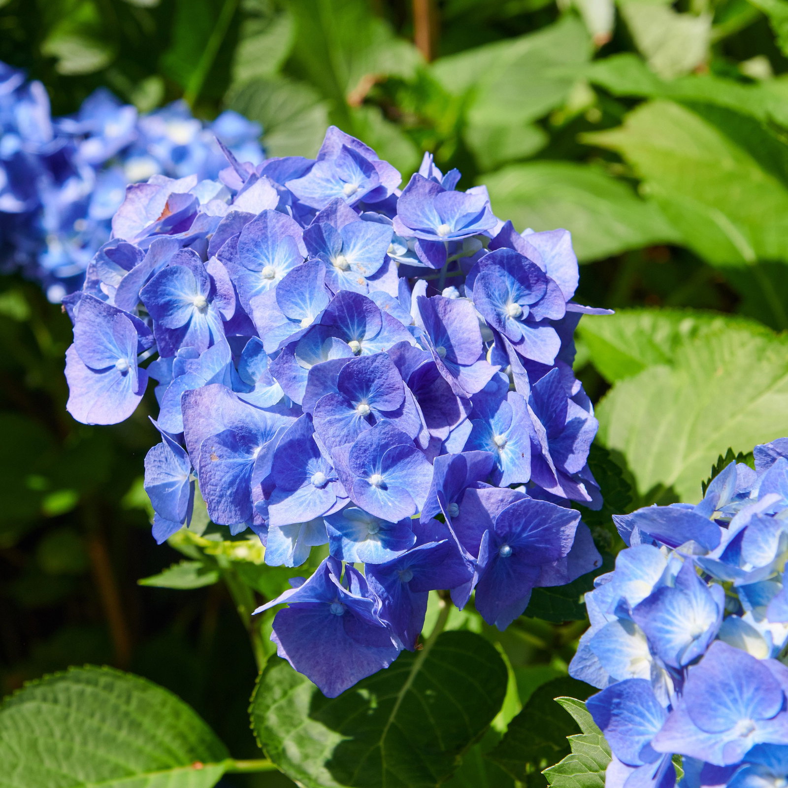 Ballhortensie Bela Ball blau - Hydrangea macrophylla Bela Ball blau ...