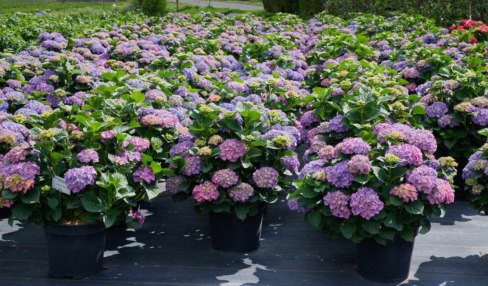Ballhortensie Bela Ball blau - Hydrangea macrophylla Bela Ball blau ...