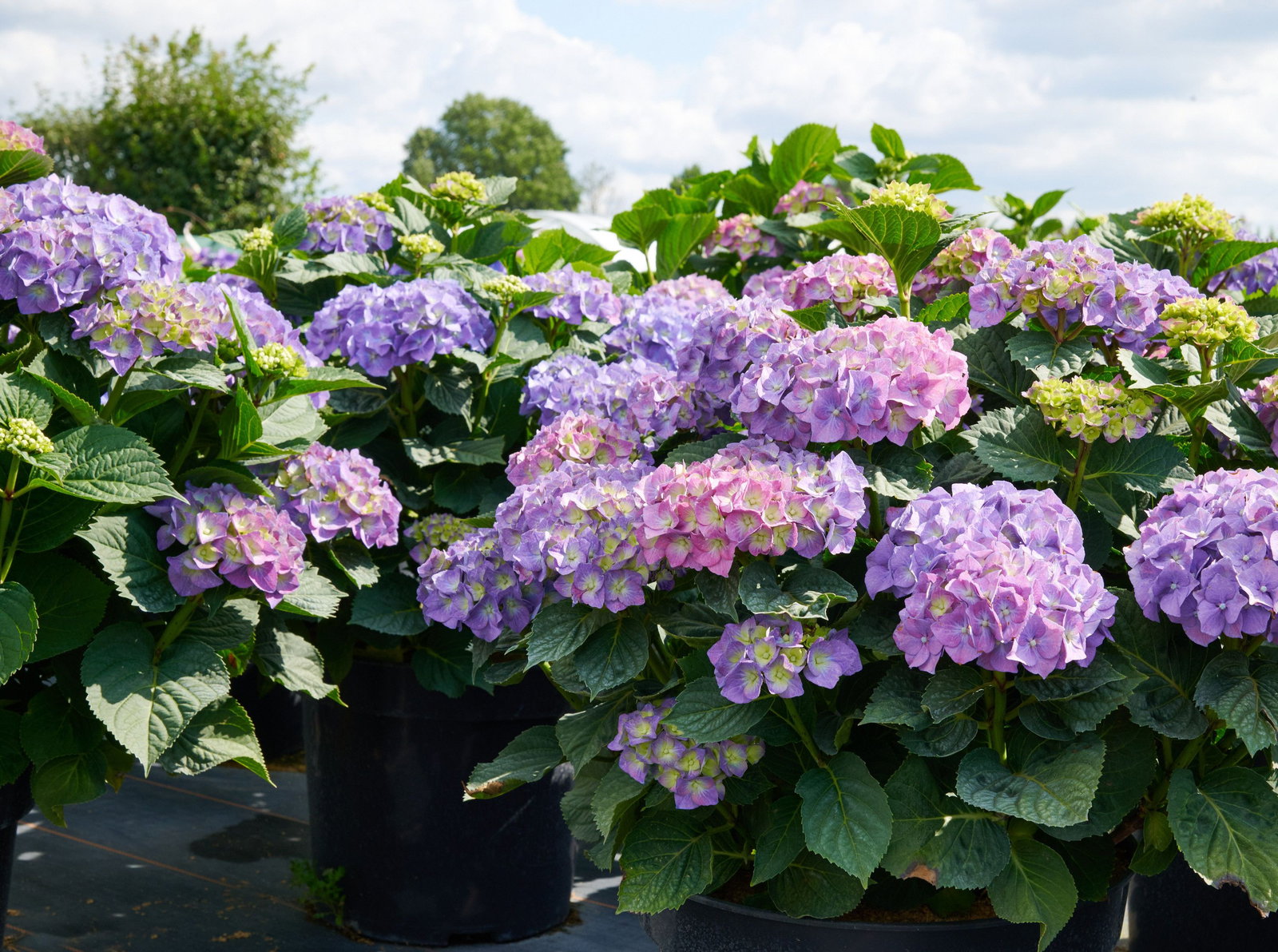 Ballhortensie Bela Ball blau - Hydrangea macrophylla Bela Ball blau ...