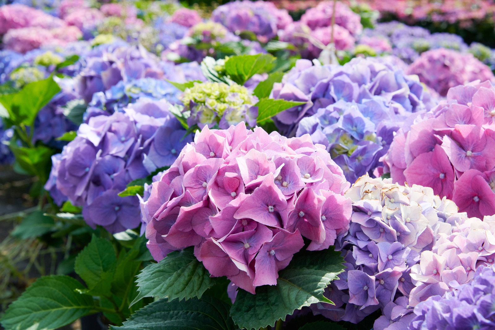 Ballhortensie Bela Ball blau - Hydrangea macrophylla Bela Ball blau ...