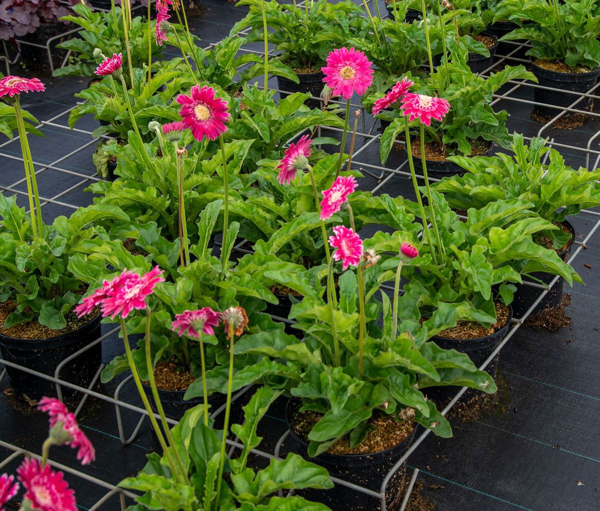 Gerbera Garvinea Sweet Fiesta rosa-weiß - Gerbera Garvinea Sweet Fiesta ...