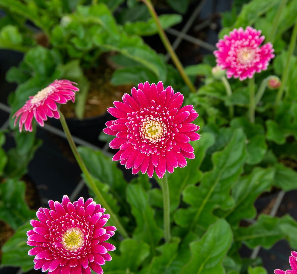 Gerbera Garvinea Sweet Fiesta rosa-weiß - Gerbera Garvinea Sweet Fiesta ...