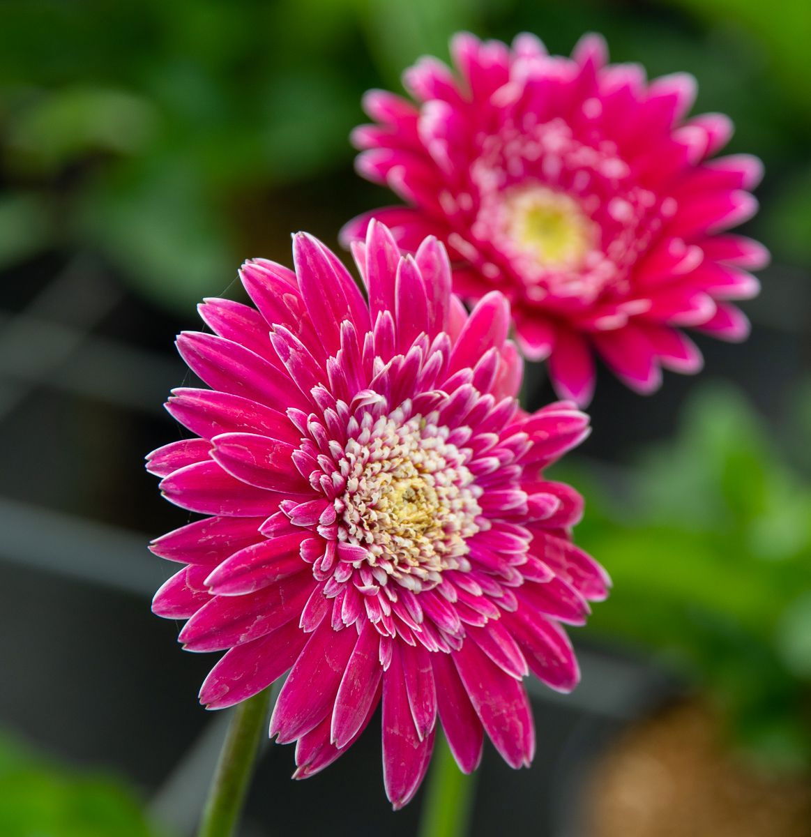Gerbera Garvinea Sweet Fiesta rosa-weiß - Gerbera Garvinea Sweet Fiesta ...