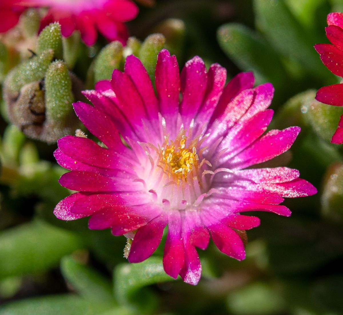 Coopers Mittagsblume - Delosperma cooperi, karminrot günstig kaufen