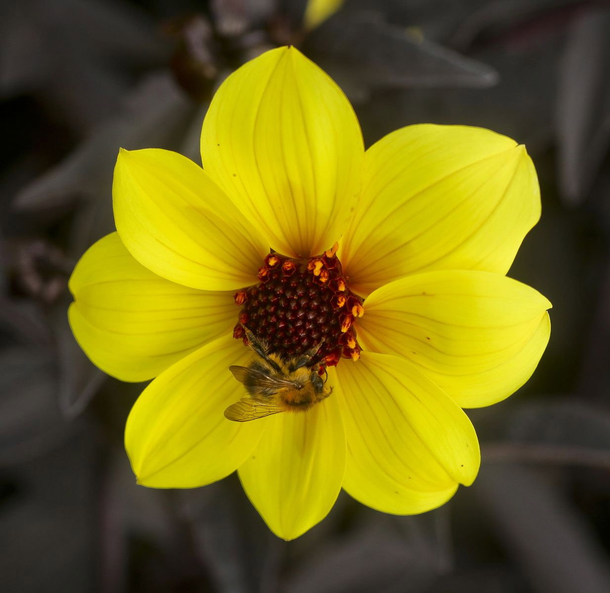 Dahlie Mystic Illusion - Dahlia Mystic Illusion günstig kaufen