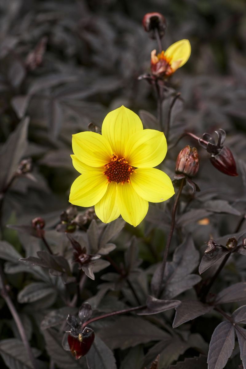 Dahlie Mystic Illusion - Dahlia Mystic Illusion günstig kaufen
