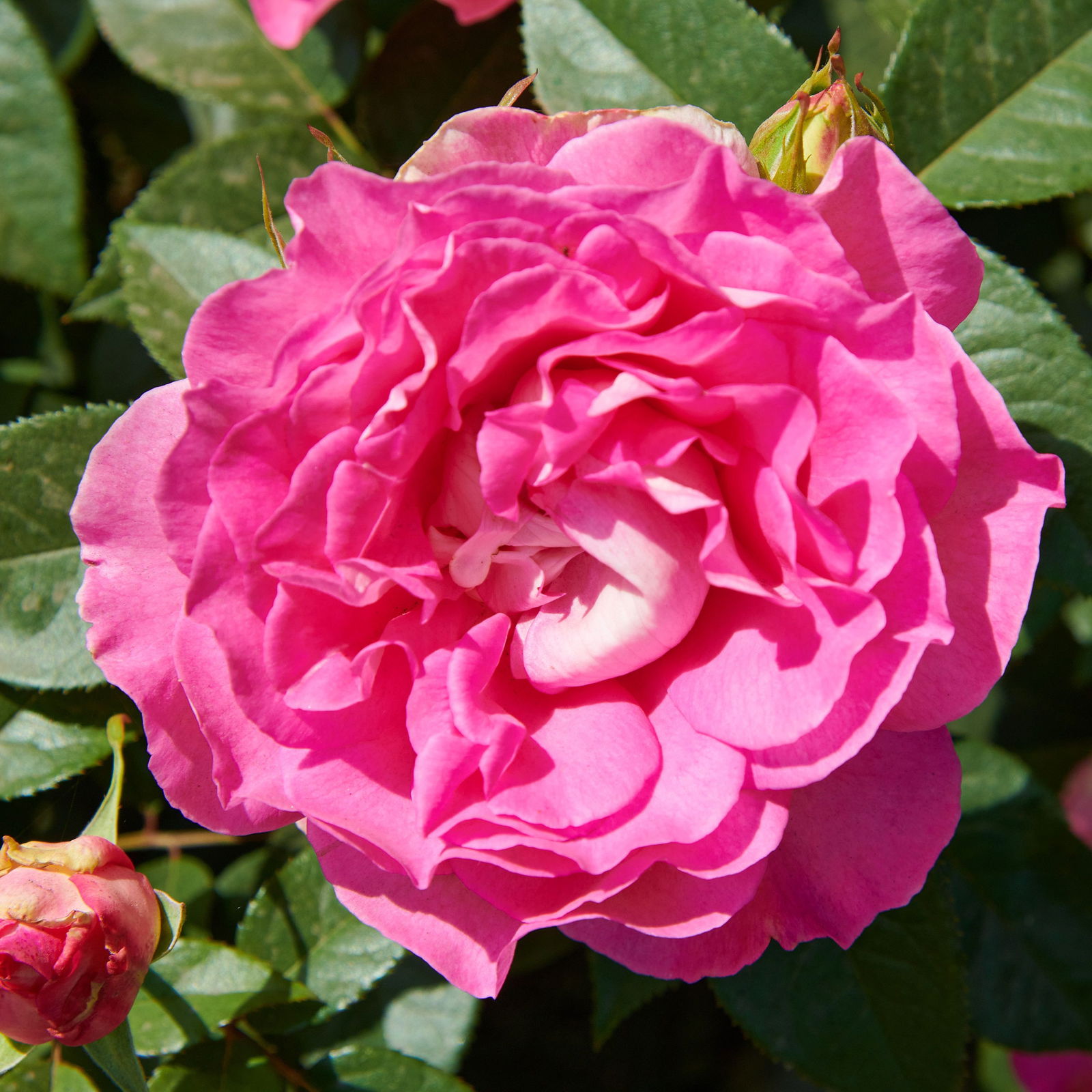 Rose Borneo Odore - Rosa Borneo Odore günstig kaufen