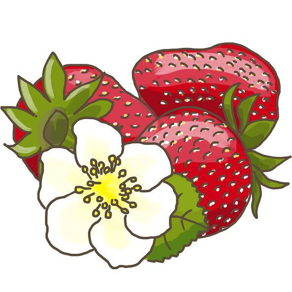 Bio Erdbeere Delizz - Blu Fragaria x ananasa Delizz günstig kaufen