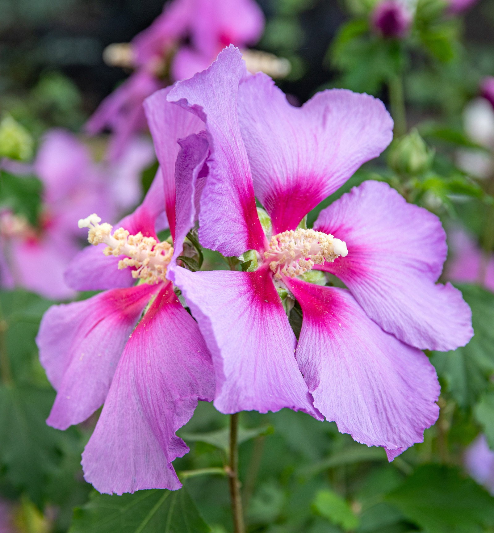 Hibiskus Big Hibiskiss - Hibiscus syriacus Big Hibiskiss günstig kaufen