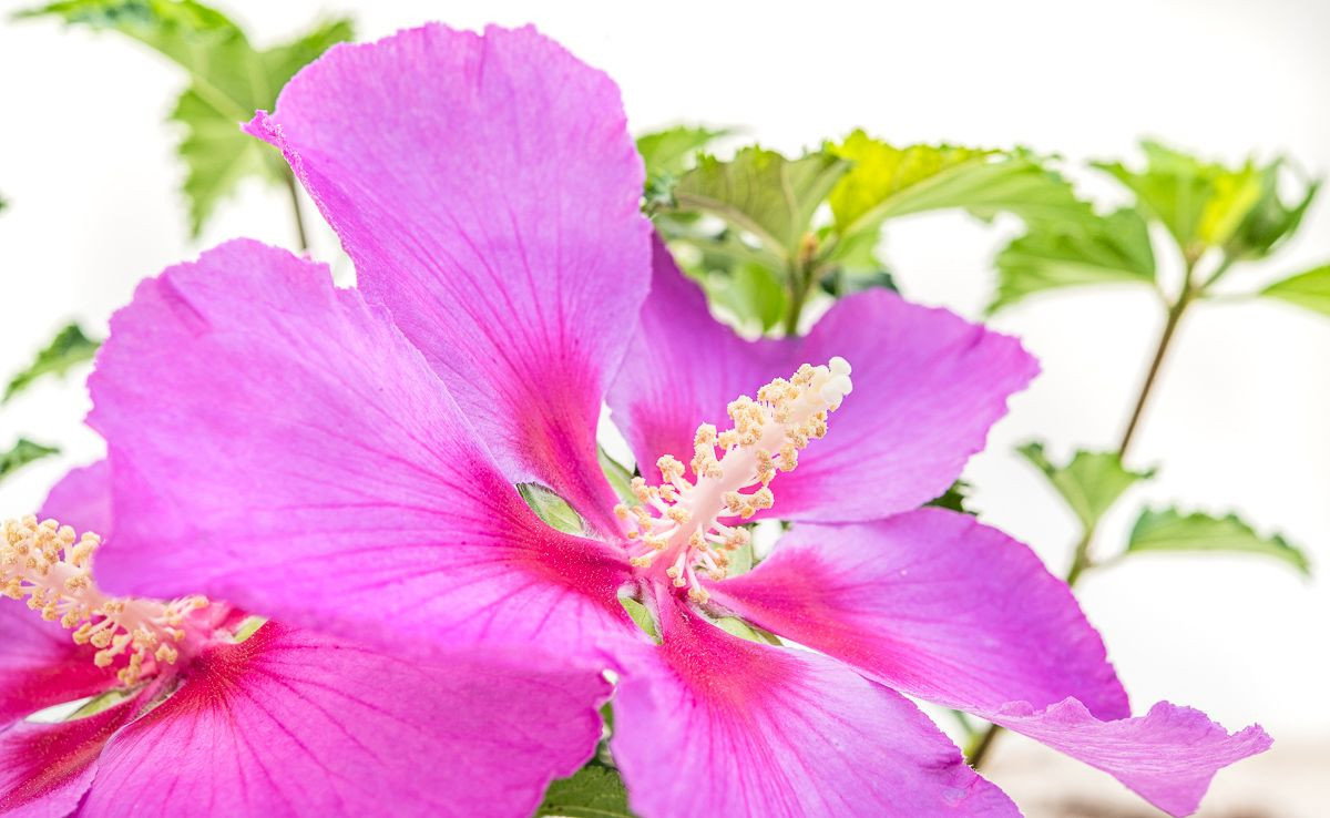 Hibiskus Big Hibiskiss - Hibiscus syriacus Big Hibiskiss günstig kaufen