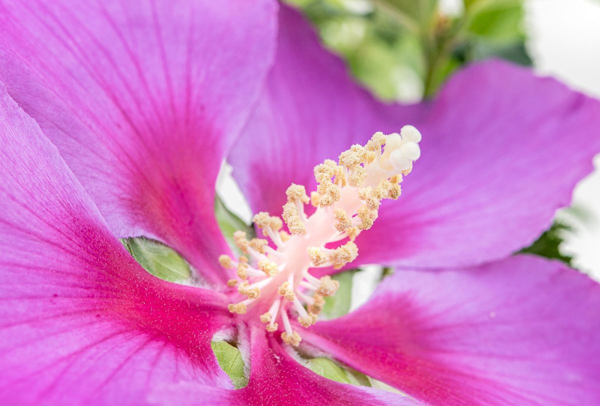 Hibiskus Big Hibiskiss - Hibiscus syriacus Big Hibiskiss günstig kaufen