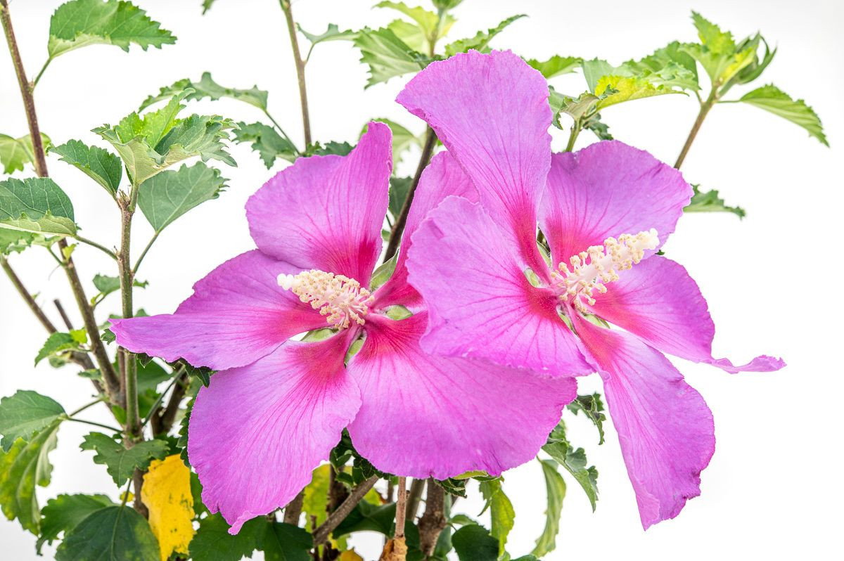 Hibiskus Big Hibiskiss - Hibiscus syriacus Big Hibiskiss günstig kaufen