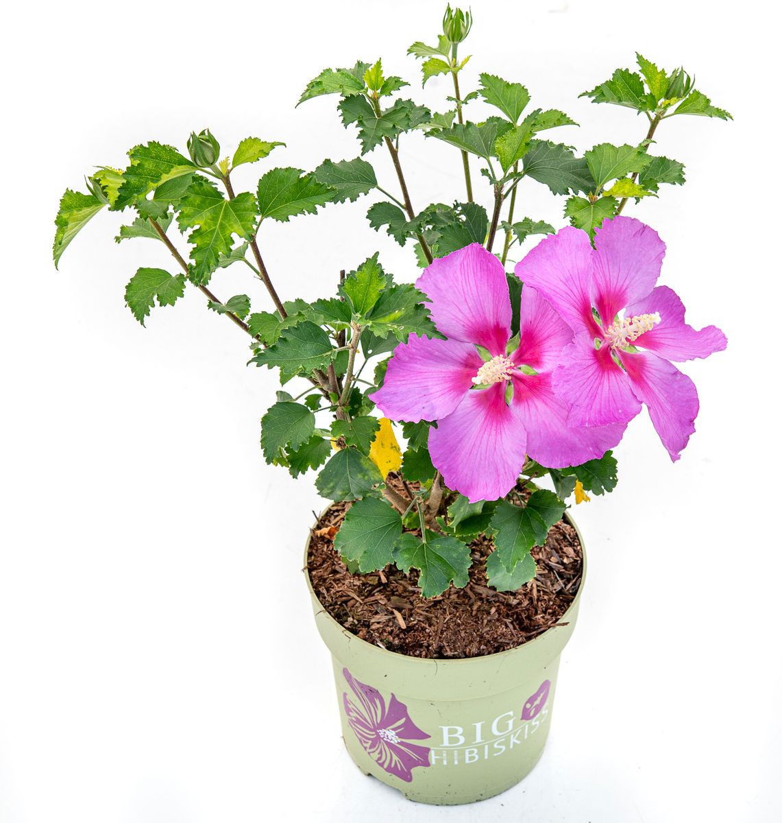 Hibiskus Big Hibiskiss - Hibiscus syriacus Big Hibiskiss günstig kaufen