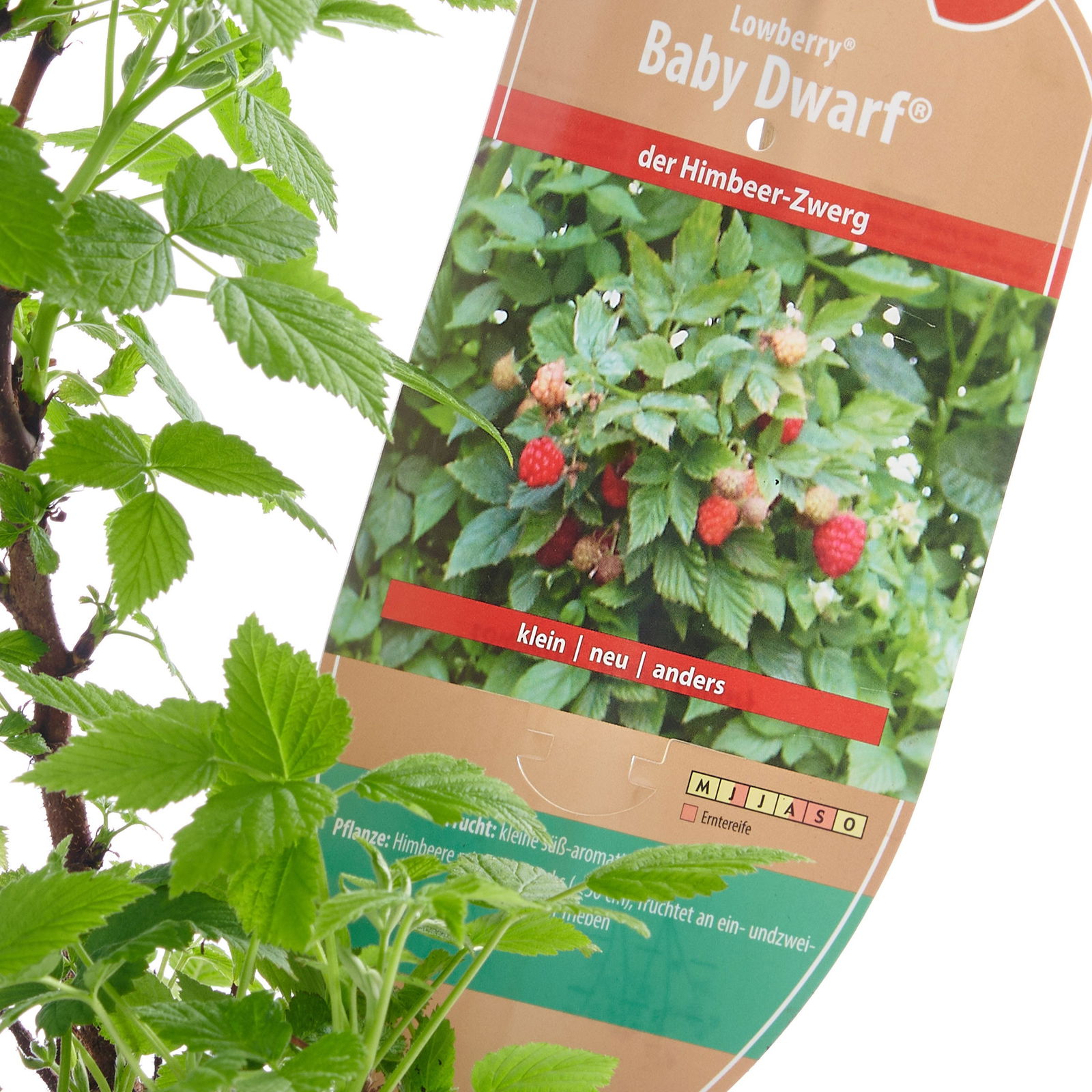 Himbeere Baby Dwarf - Rubus idaeus Baby Dwarf günstig kaufen