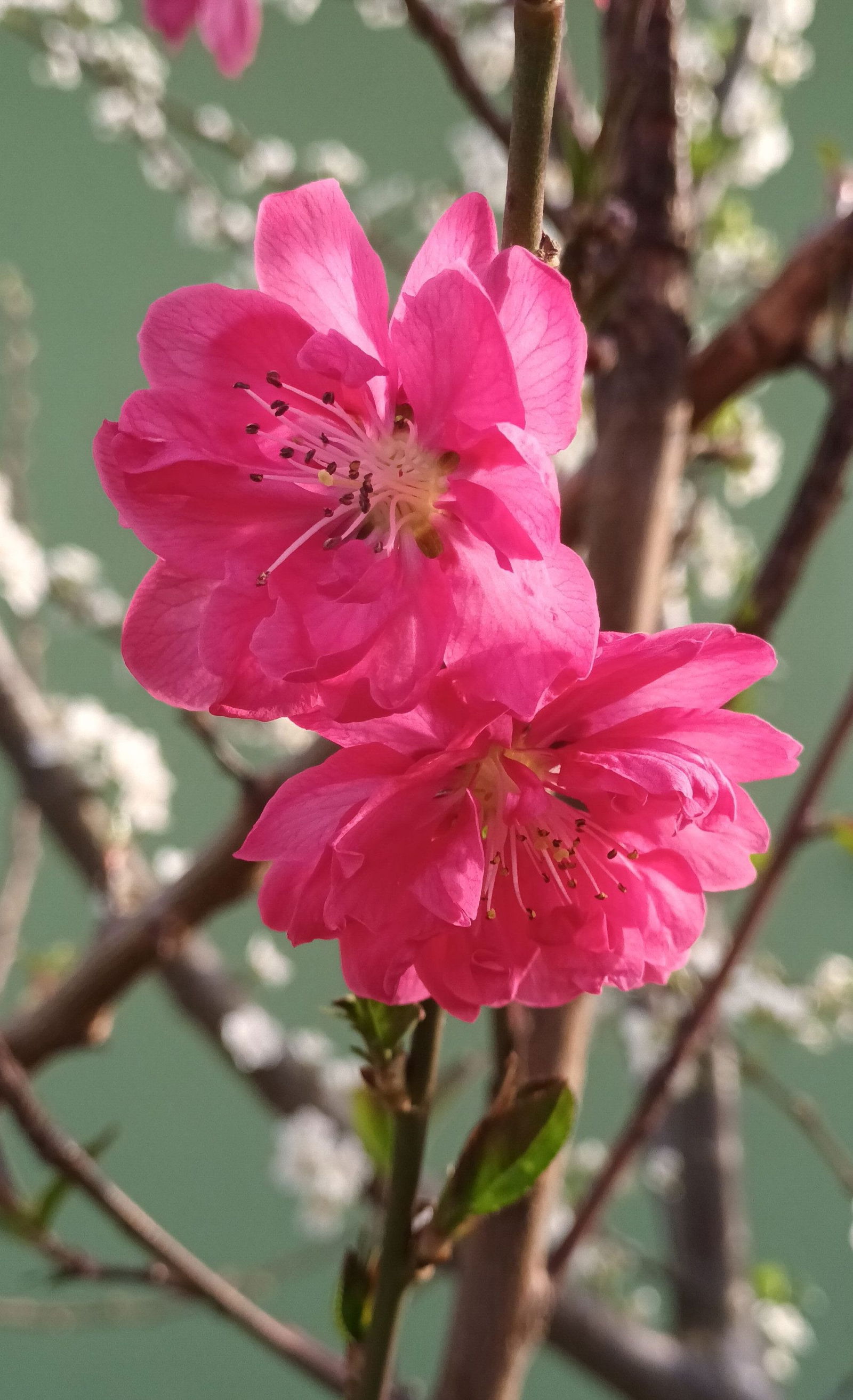 Prunus persica Taoflora Red - Prunus persica Taoflora Red günstig kaufen